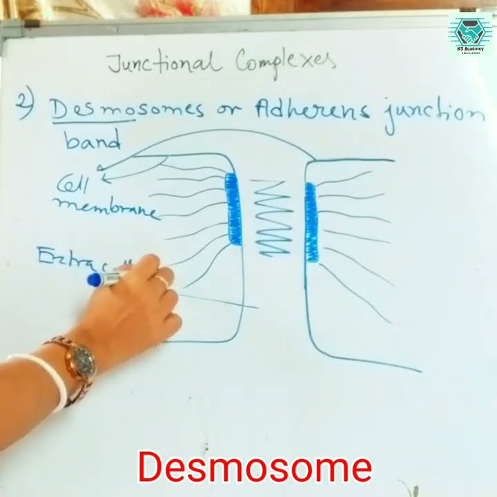 Desmosome Cell Junctions For Full Video Subscribe The Academia Youtube