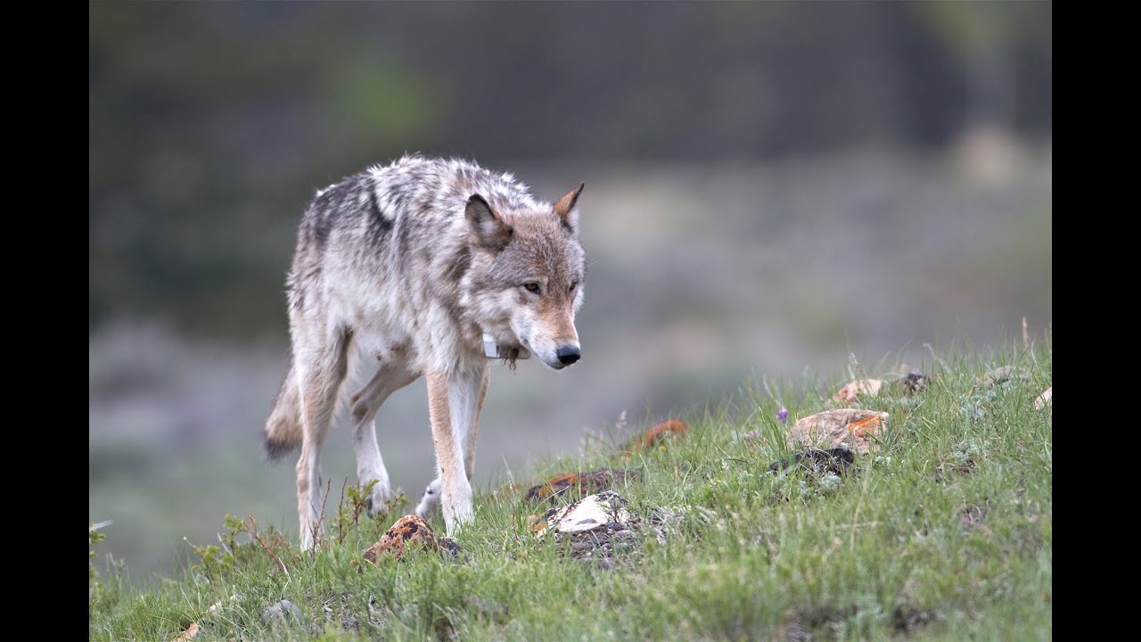 Wolf 832f And Family Members Youtube