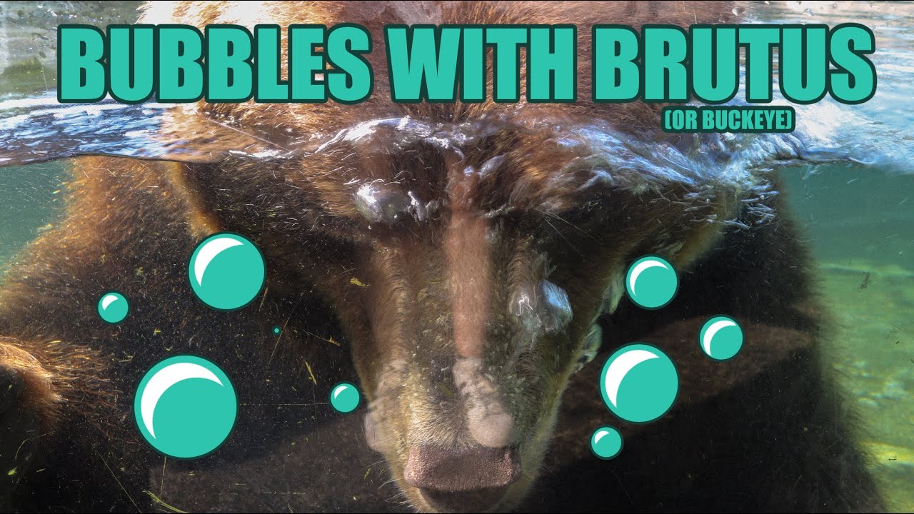 Bubbles With Brutus Or Buckeye At The Columbus Zoo Youtube