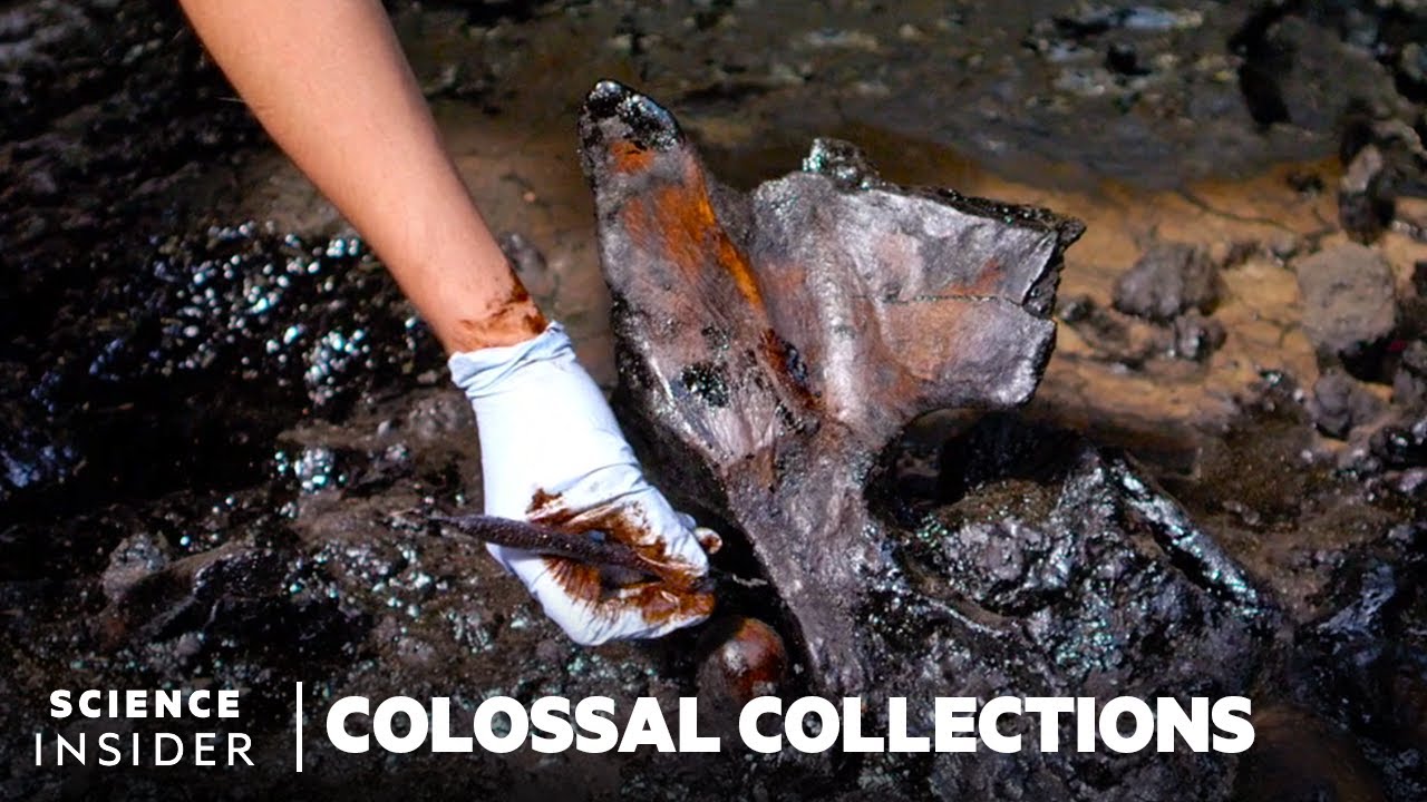 How 4 Million Fossils Are Extracted From Tar At La Brea Tar Pits