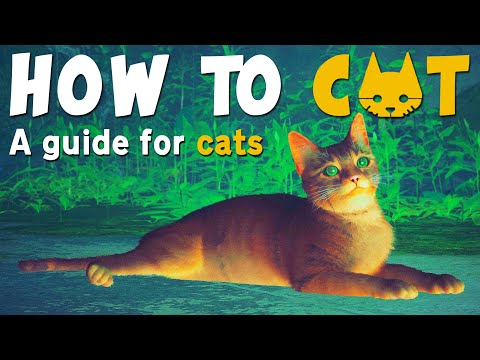 How To Cat Youtube