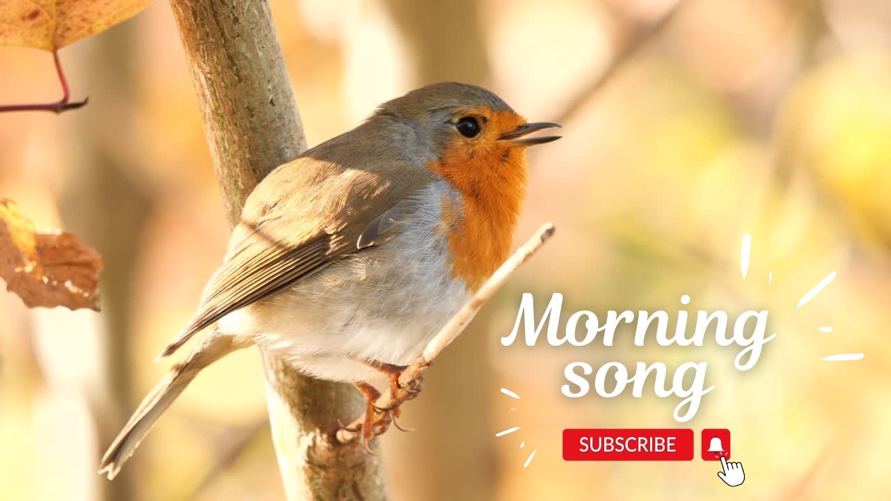 Calm Space Relax With The European Robin Singing In The Morning Youtube