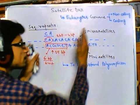 Satellite Dna Minisatellite And Microsatellite Youtube