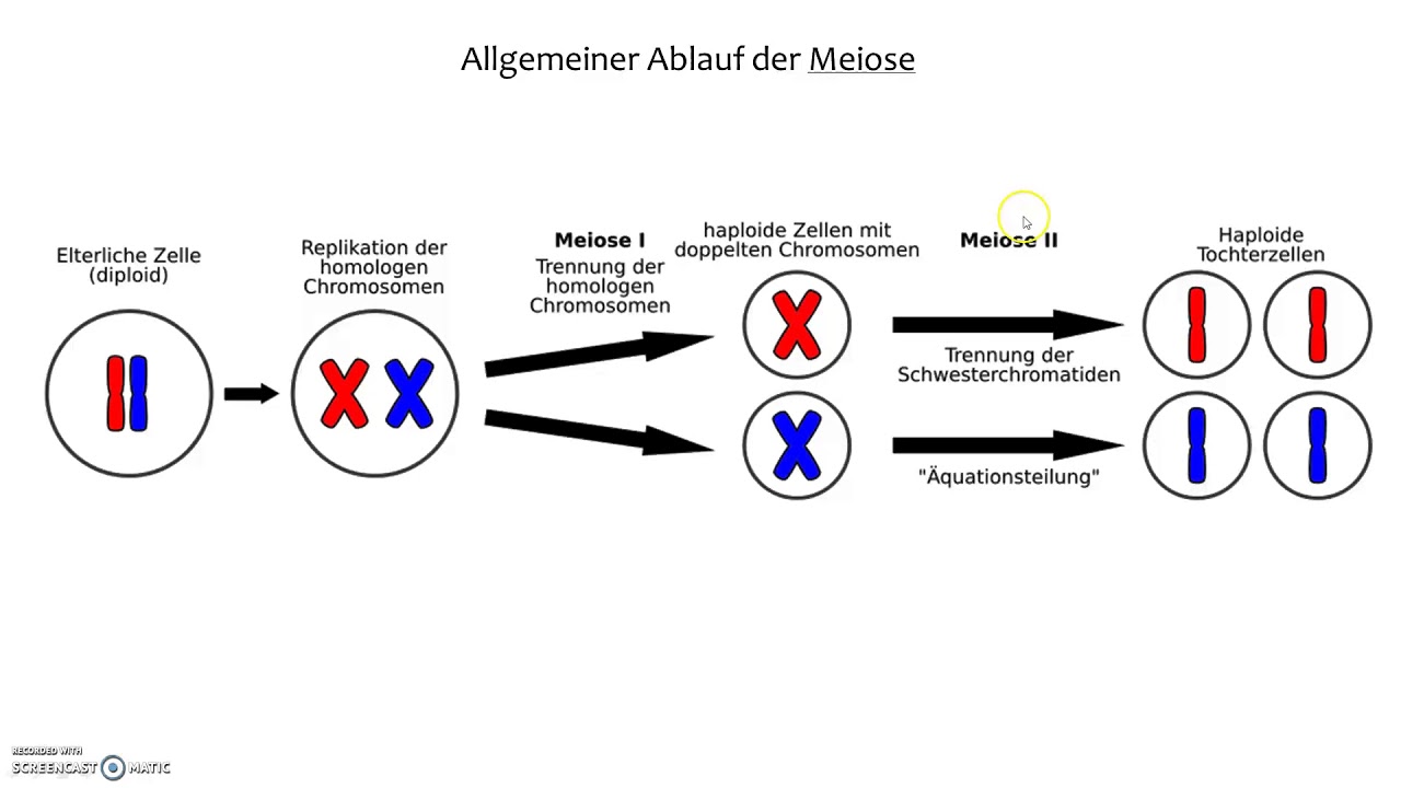 Meiose Allgemeiner überblick Youtube