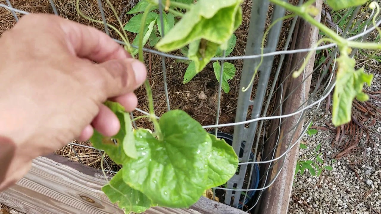 South Fl Gardening Pest Management Youtube