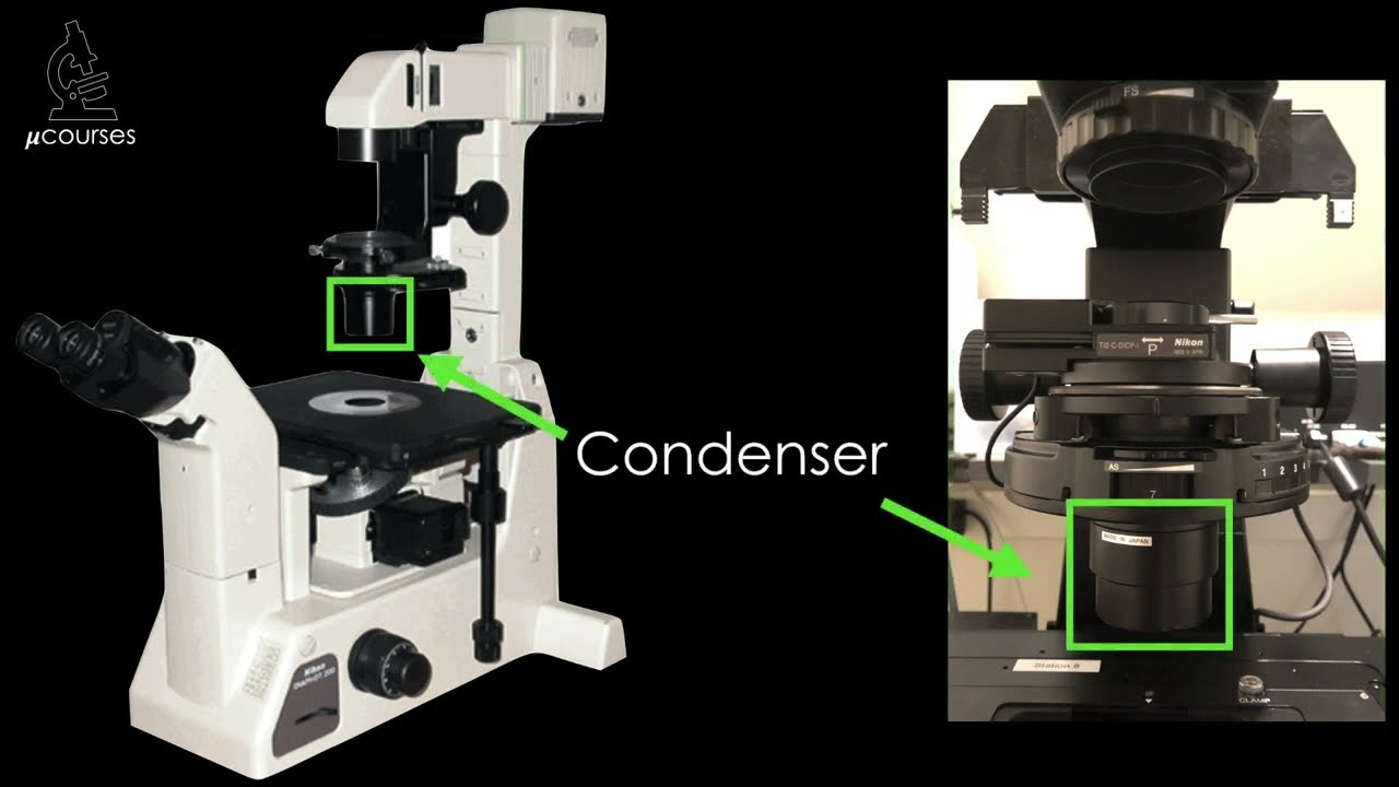 Microscope Illumination At Nancy Spradlin Blog
