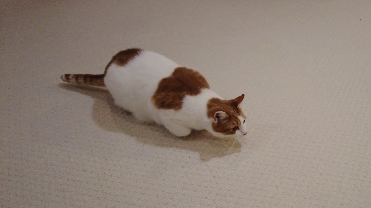 Cat Wiggles Butt Before Pouncing 4k Youtube