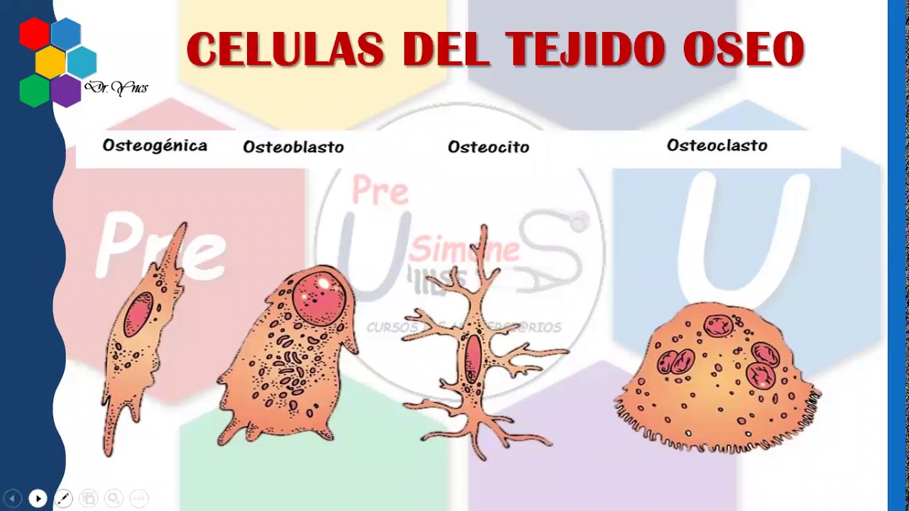 Celulas De Tejido Oseo Youtube