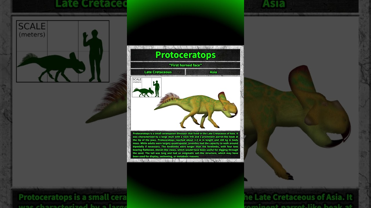 Protoceratops Size