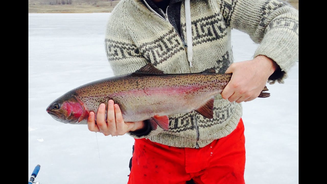 Monster Rainbow Trout Attacks Camera Ice Fishing Youtube