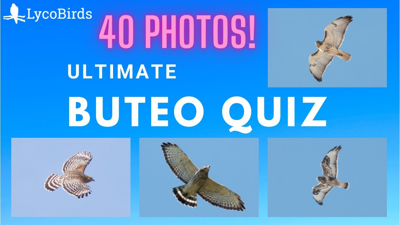 Ultimate Buteo Hawk Id Quiz Eastern Us Youtube