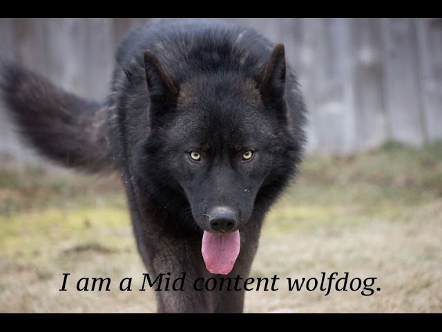 Mid Content Wolfdog