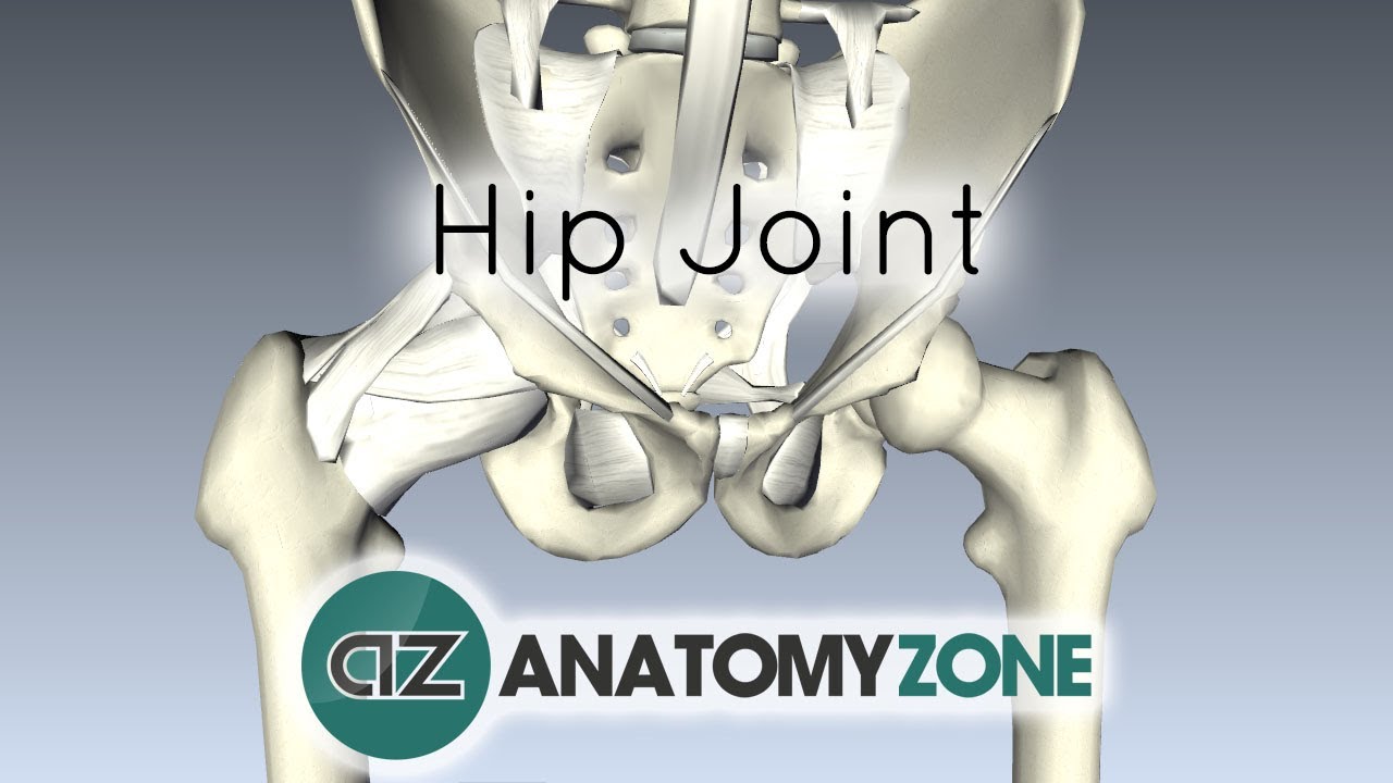 Hip Joint 3d Anatomy Tutorial Youtube