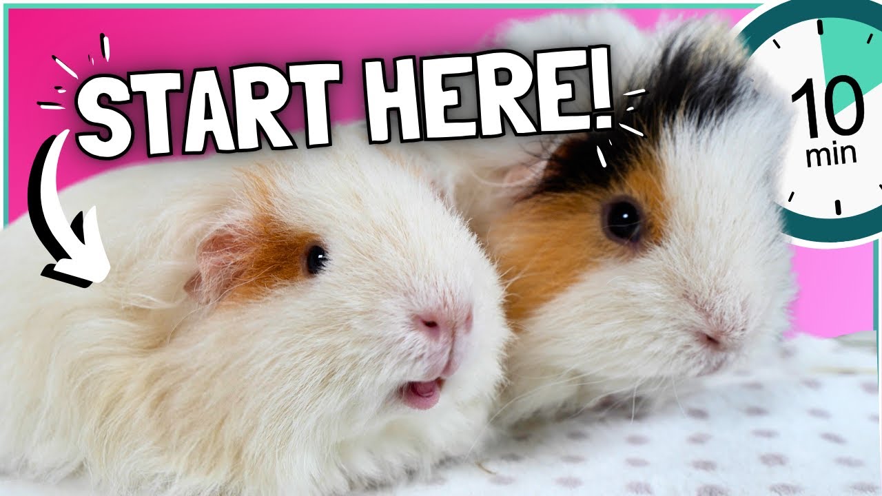 Guinea Pig Care For New Owners The Essential 10 Minute Guide Youtube
