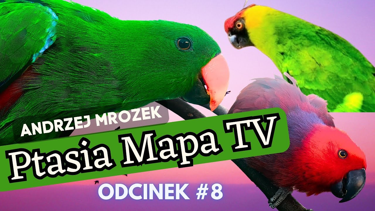 Ptasia Mapa Tv 8 Andrzej Mrozek Youtube