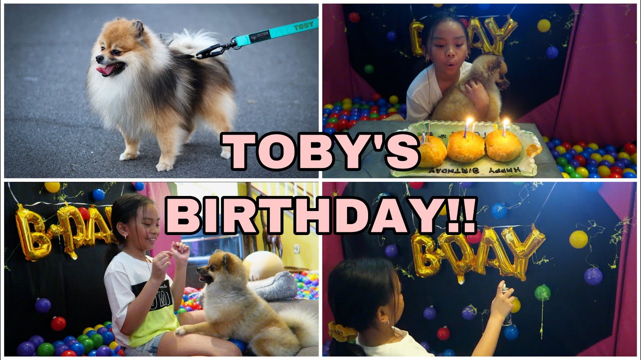 Smartest Dog In World Youtube