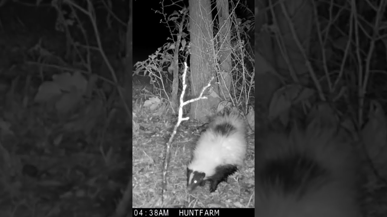 Well That Stinks Youtube