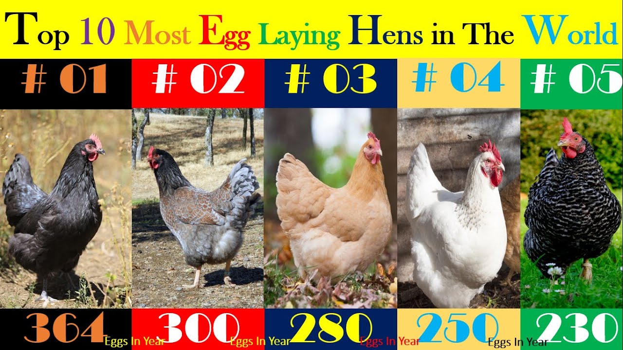 Top 10 Egg Laying Hens At Aaron Edwards Blog