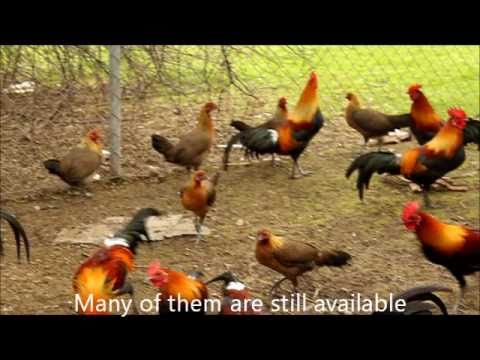 Gamefowl Breeding Methods Jzaexperts