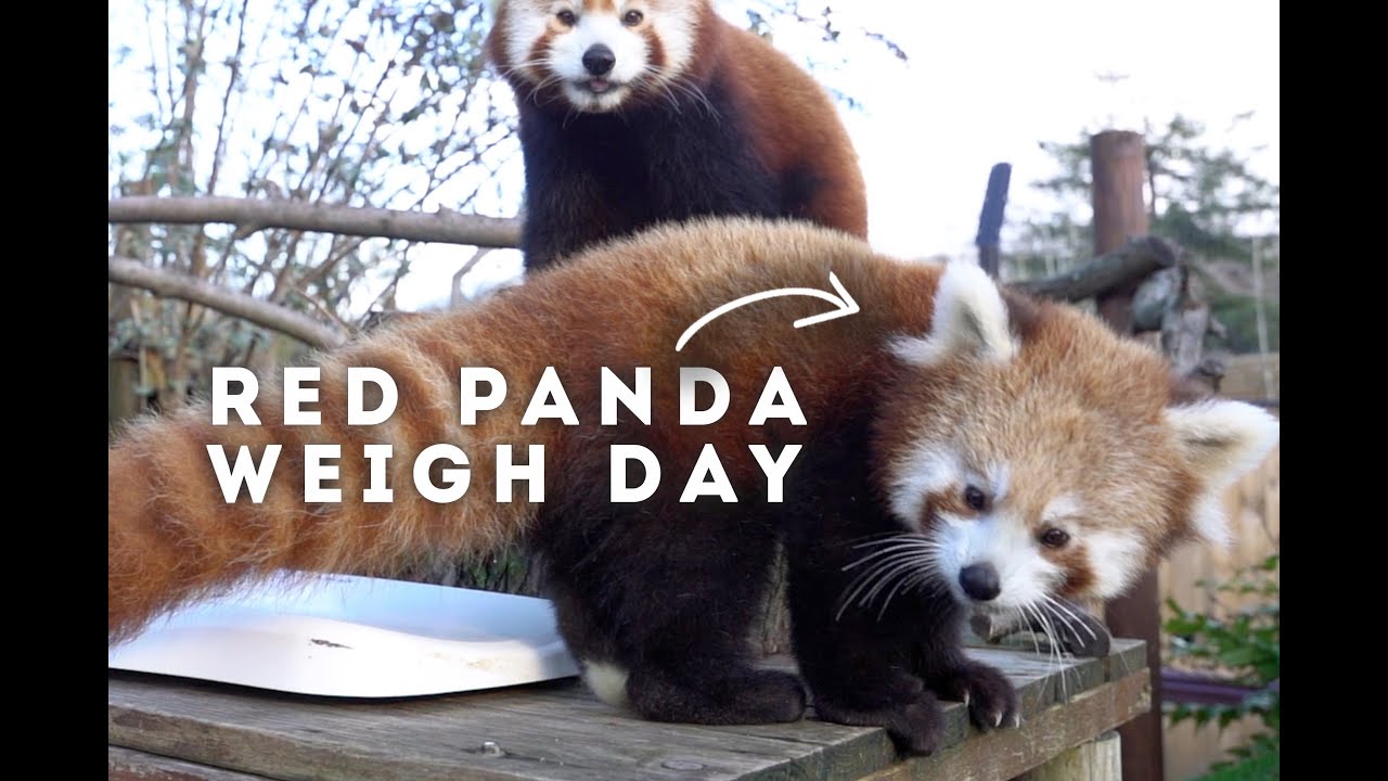 How To Weigh A Red Panda Behind The Zoo Episode 1 Youtube