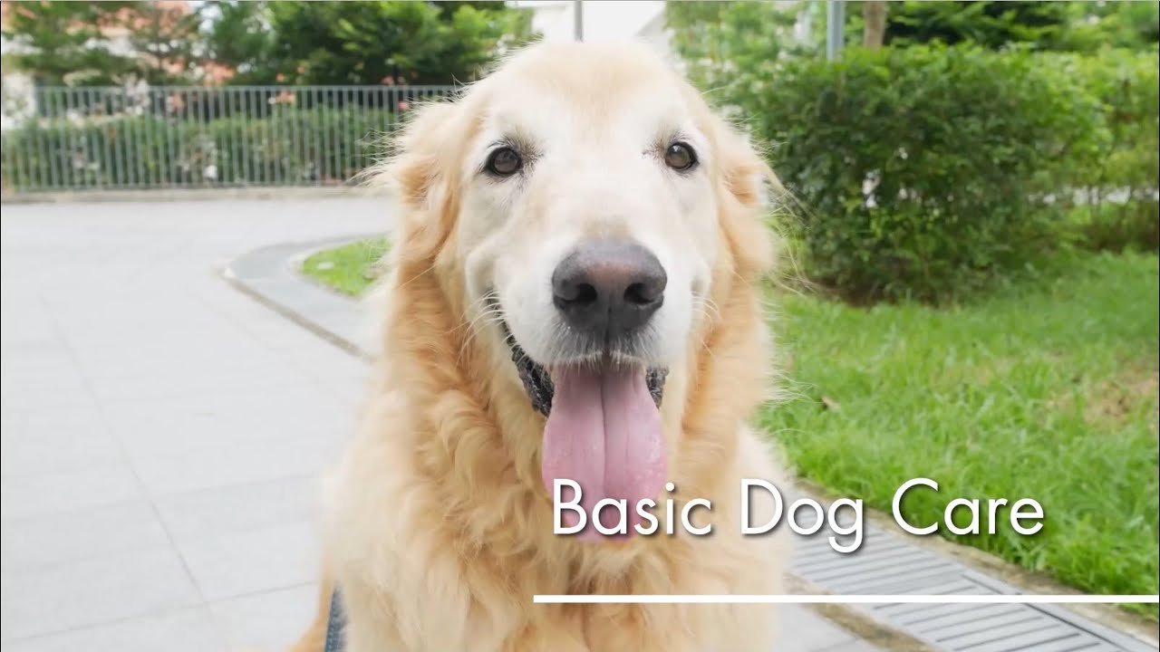 Basic Pet Care Dogs Housepetscare