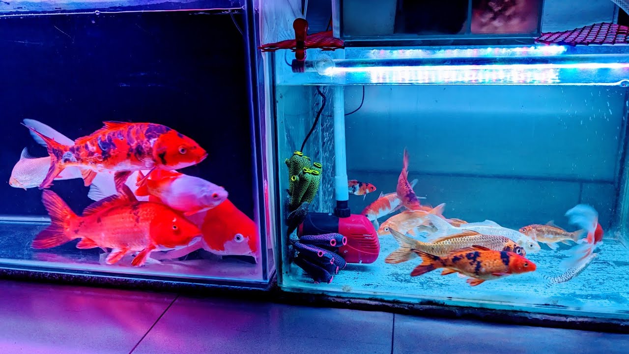 Koi Curp Tank Youtube