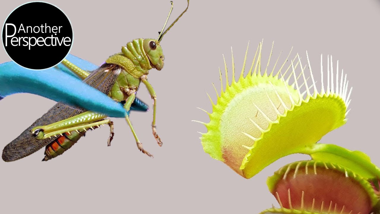 Venus Flytrap Vs Giant Grasshopper Youtube