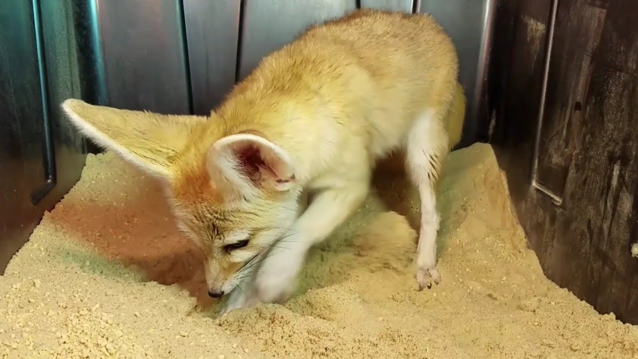 Fennec Fox Eating Bug
