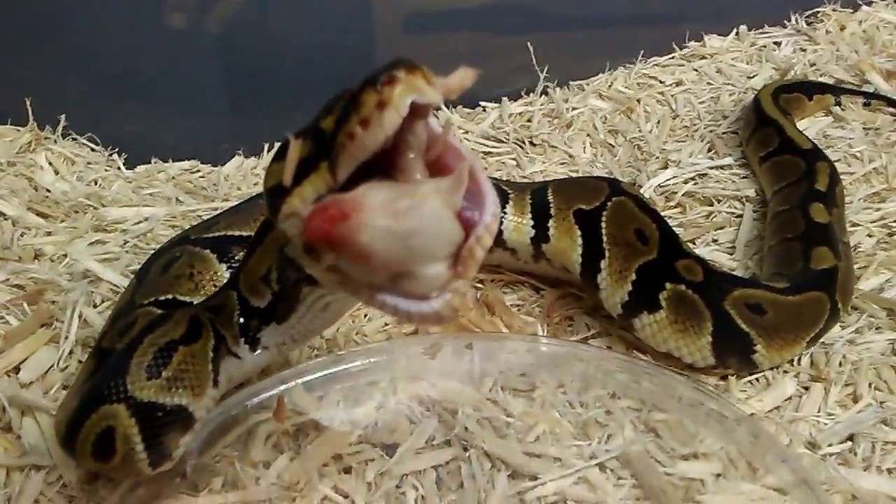 Baby Ball Python Feeding On Hopper Mouse Youtube