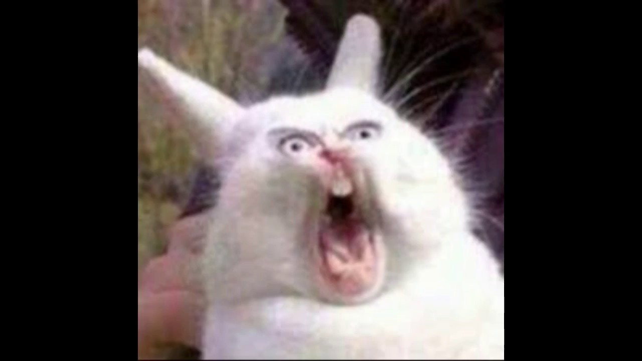 Exploding Rabbit Cartoon Youtube