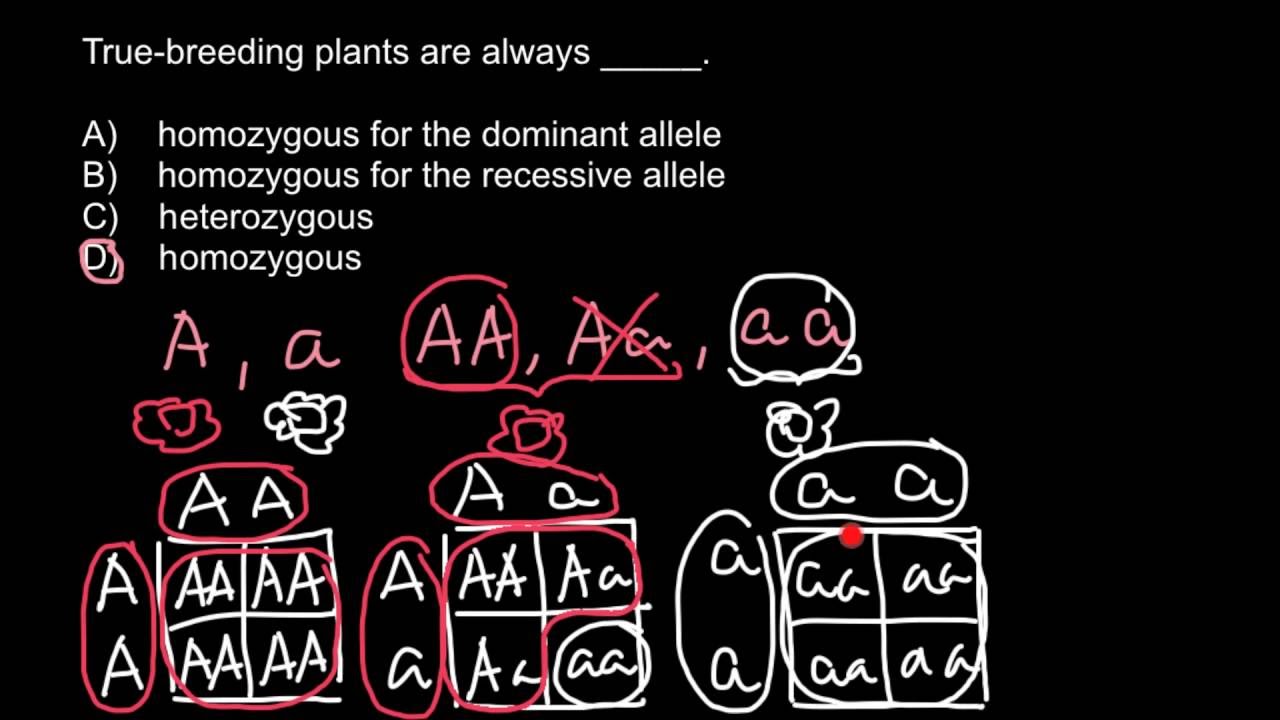 True Breeding Biology Simple