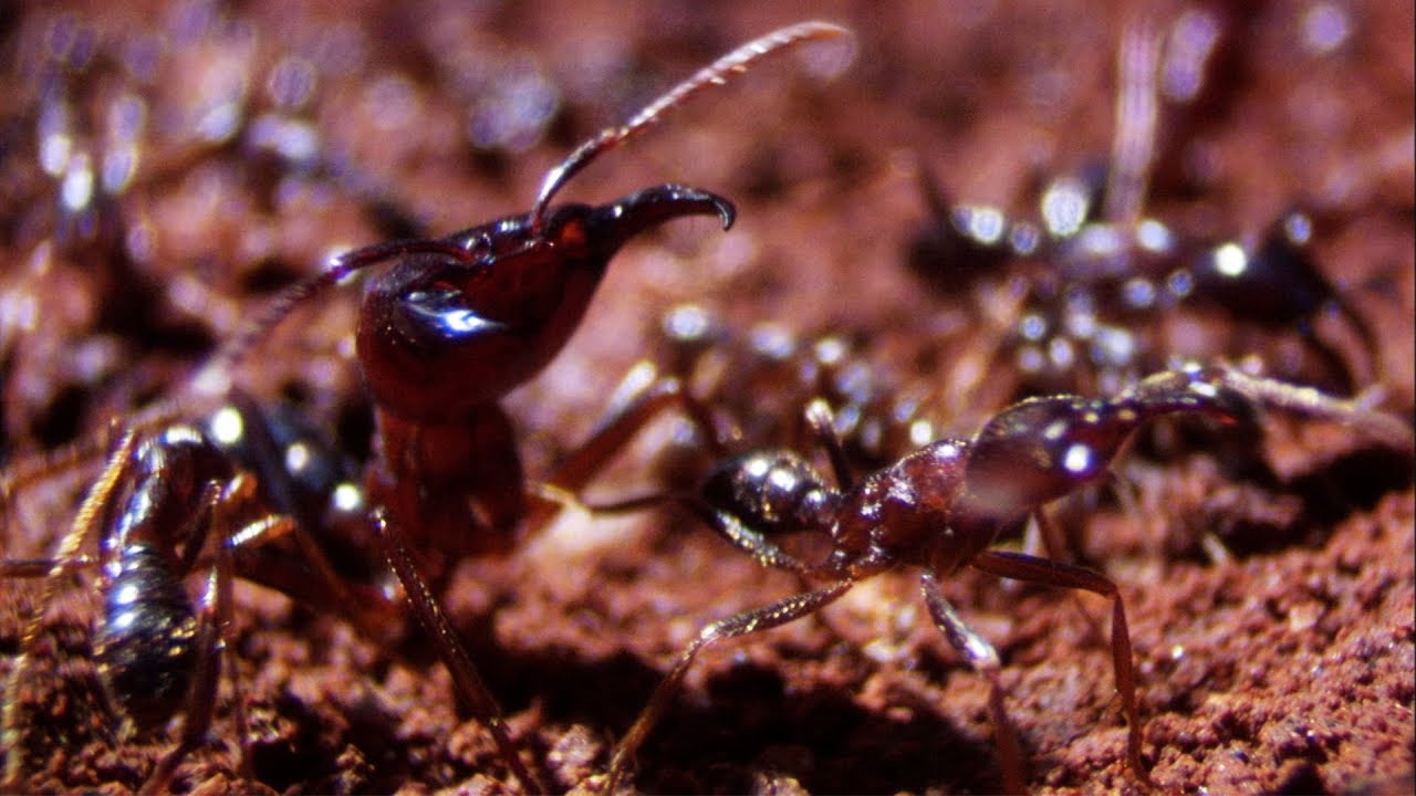 Building A New Home Natural World Ant Attack Bbc Earth Youtube