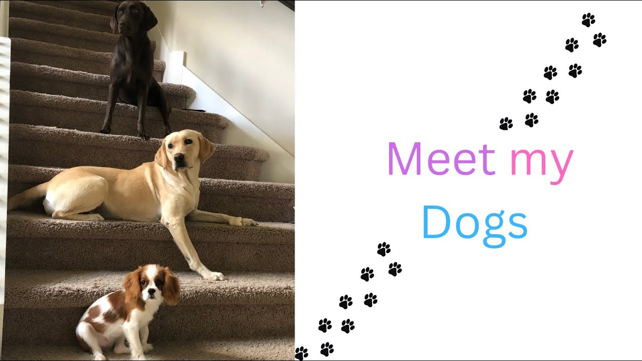 Meet My Dogs Youtube