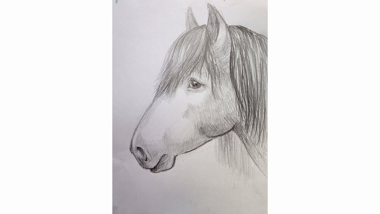 How To Draw A Horse Head Youtube