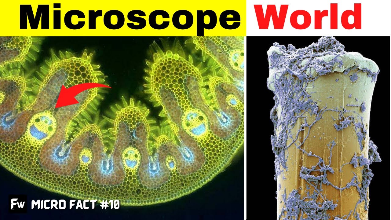 Two Objects Under An Electron Microscope Grass Toothbrush Electron