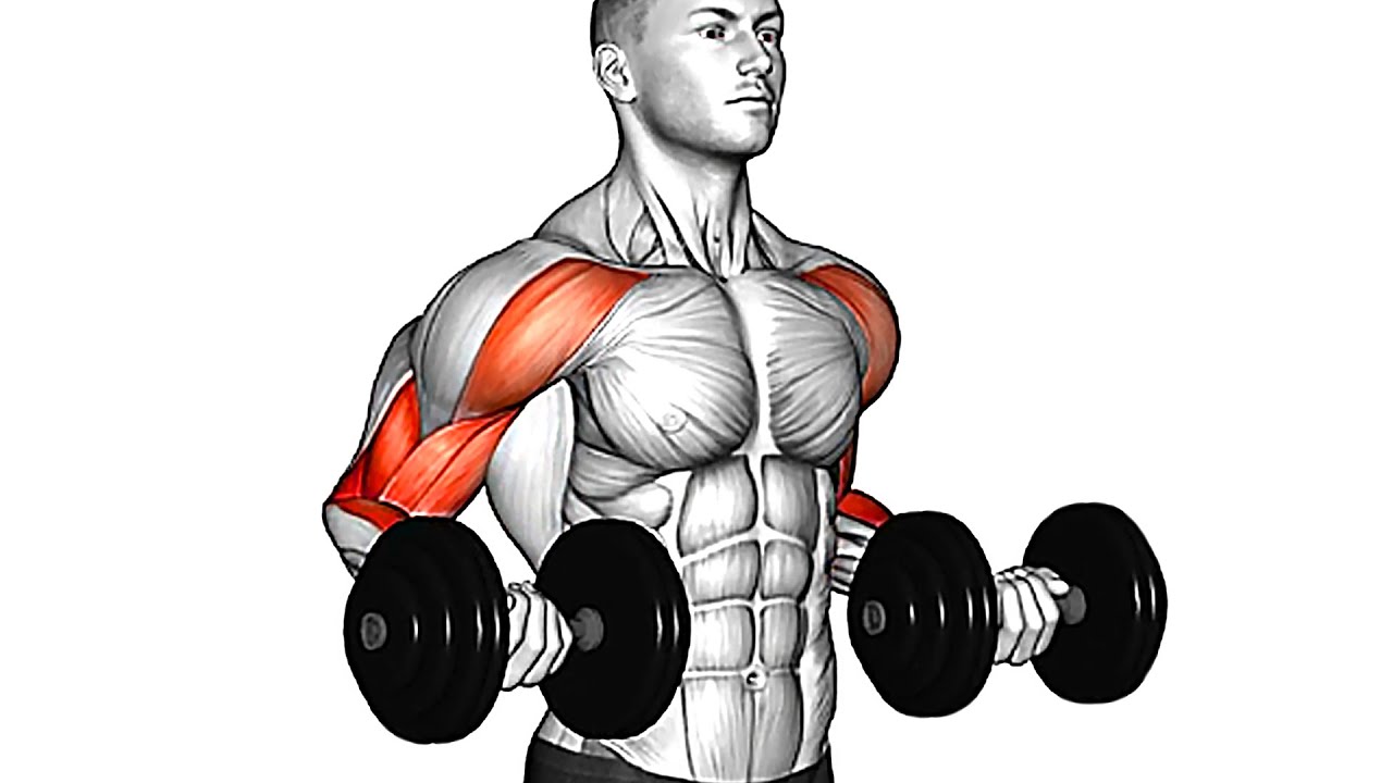 Best Bicep Exercises You Should Be Doing Dumbbell Only Youtube