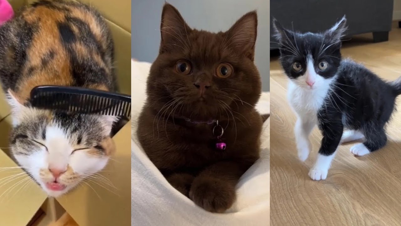 Funny Cats Tiktok Compilation 从 11 Youtube