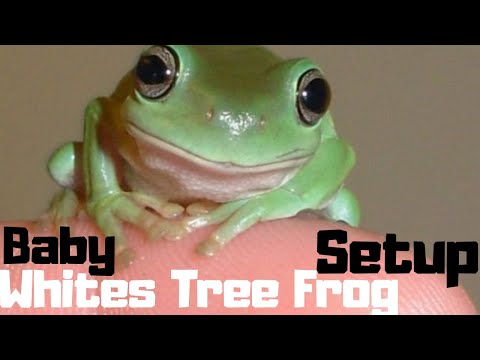 How To Care For Baby Whites Tree Frogs