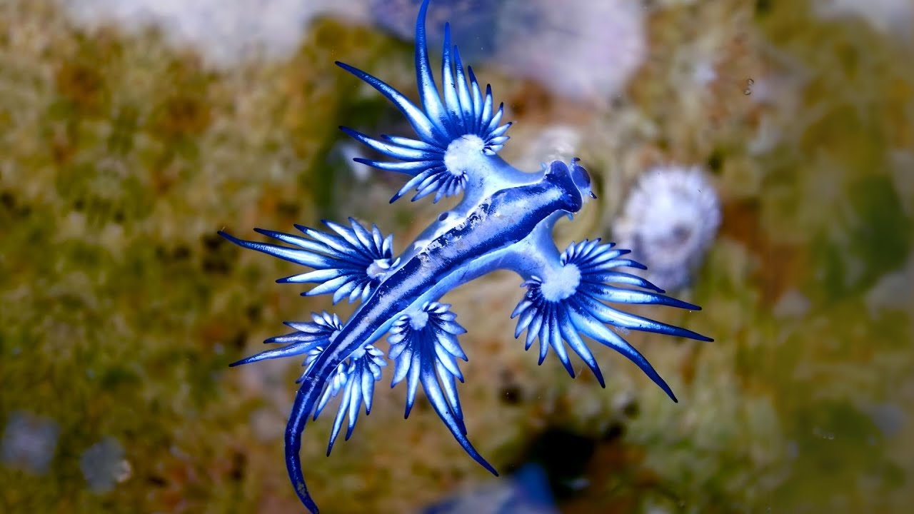 Blue Sea Dragon рџњљ One Of The Most Beautiful Sea Creatures Youtube