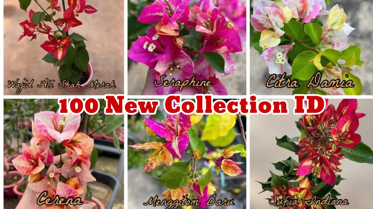 New Collection Bougainvillea Flowers Bloom Rare Collection Tips