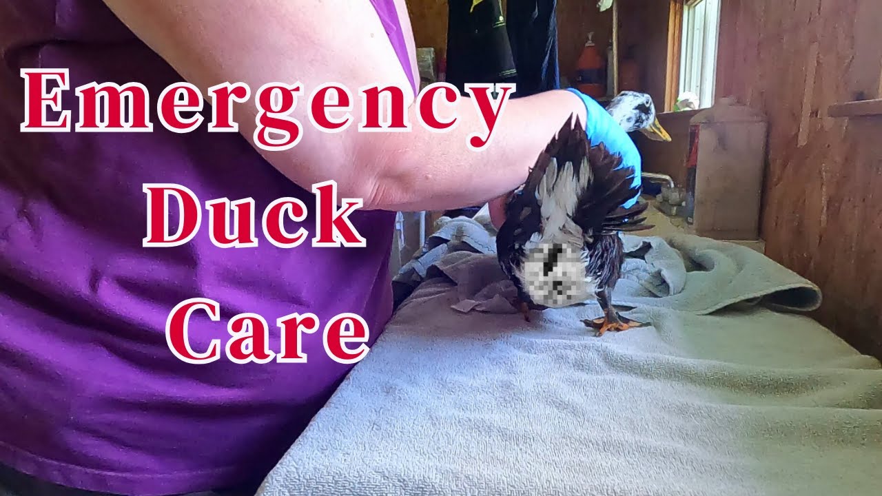 Duck Health Crisis Fixing A Prolapsed Vent Fast Youtube