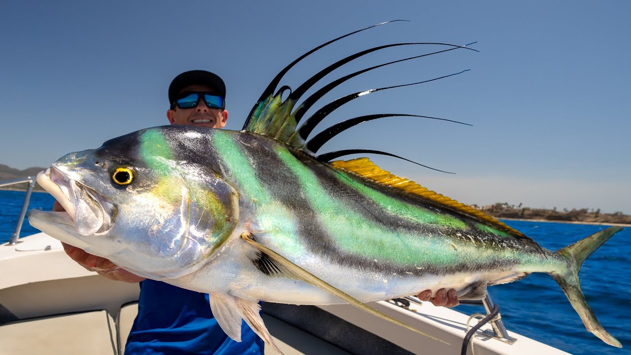 Giant Mexican Dream Fish Catch Clean Cook Roosterfish Puerto