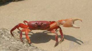 Eddy Raven Joe Knows How To Live Chords Chordify