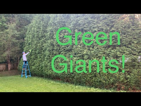 Trimming Pruning Green Giant Arborvitae рџњірџђўрџњірџђјрџњі Youtube