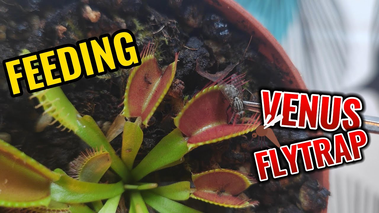 Feeding Venus Fly Trap Fish Food At Nick Mendoza Blog
