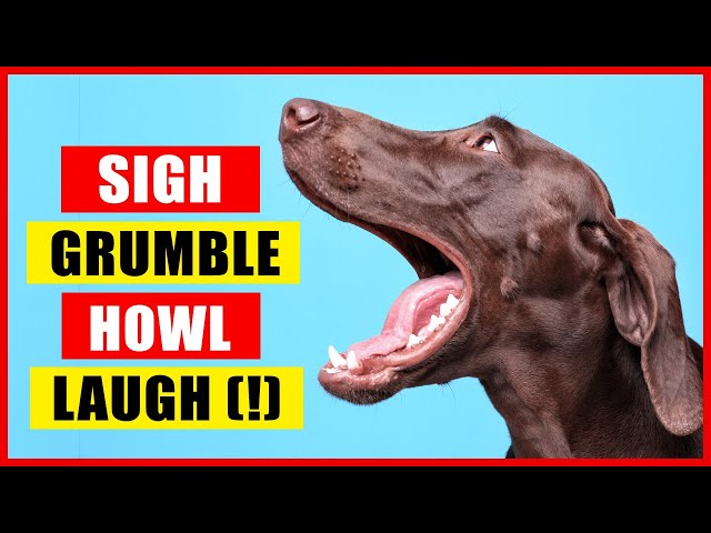 Why Do Dogs Make Funny Noises