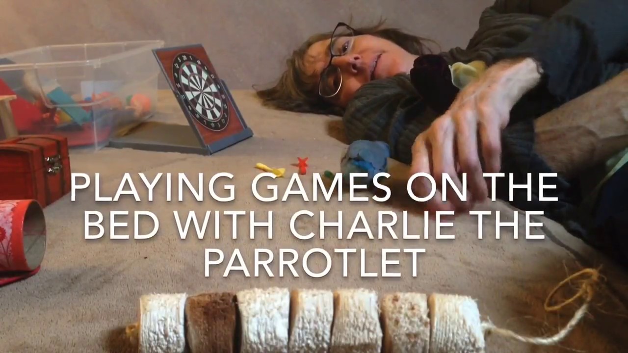 Playing Games With Charlie The Parrotlet Youtube