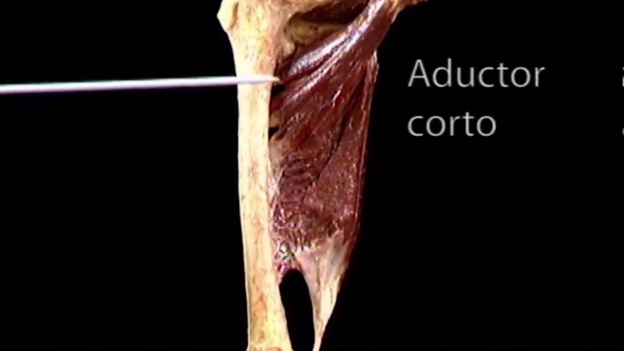 Musculos Aductores De La Cadera Youtube