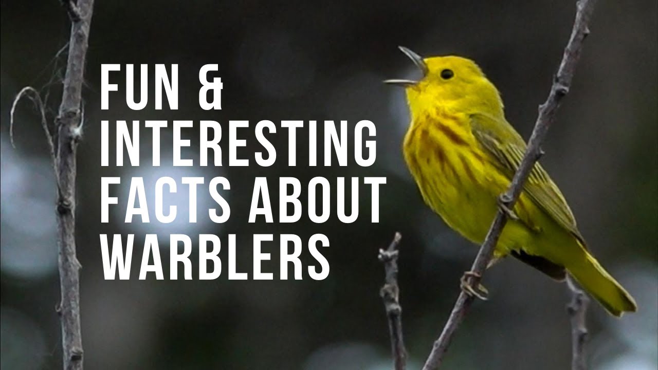 Fun Interesting Facts About Warblers Youtube