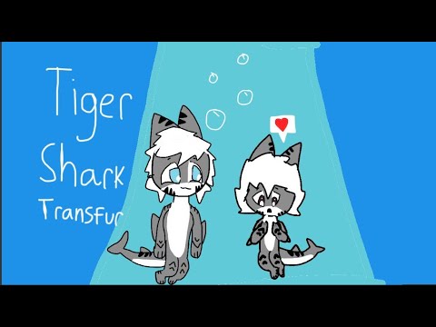 Tiger Shark Transfur Youtube